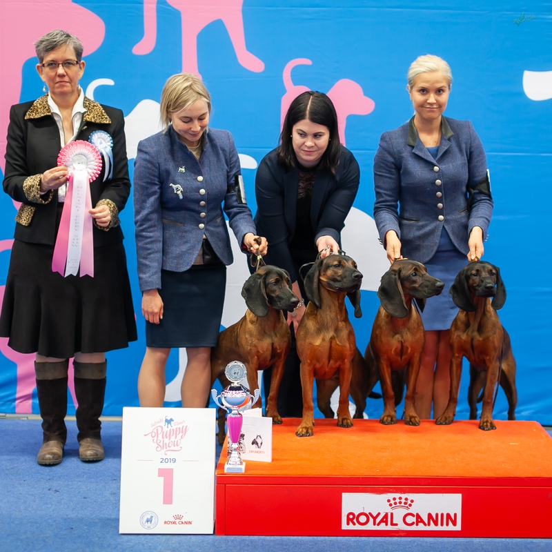 HELSINKI WINNER & FINNISH WINNER | DolceBay kennel